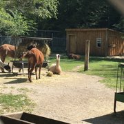 HIGH PARK ZOO - 108 Photos & 26 Reviews - Zoos - 77 Deer Pen Road ...