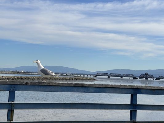 DUMBARTON PIER - Updated October 2025 - 99 Photos & 19 Reviews - 9500 ...