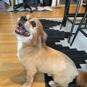 THE DOG BARBER - 147 Photos & 214 Reviews - 1903 Market St, San ...