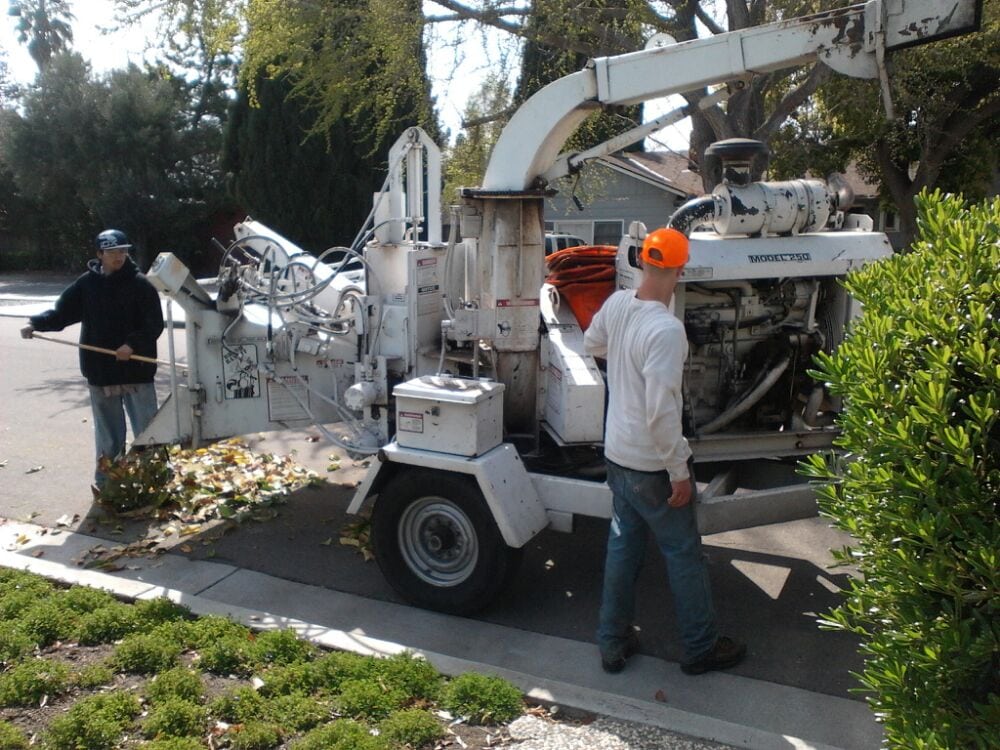 ABSOLUTE TREE CARE - Updated June 2025 - 10425 Observatory Dr, San Jose ...