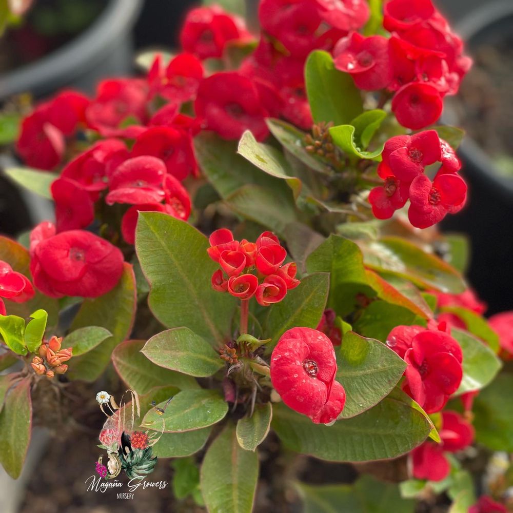 MAGANA GROWERS NURSERY - Updated October 2025 - 69 Photos - 54400 ...