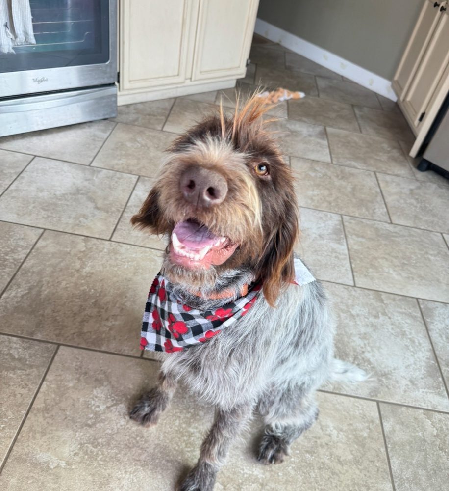 WAGGIN TAILS - Updated December 2025 - 31 Photos & 50 Reviews - 14711 ...