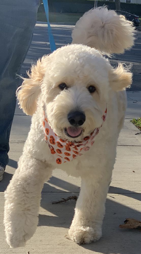 ZUKO’S POOFY PAWS - Updated June 2025 - Request an Appointment ...