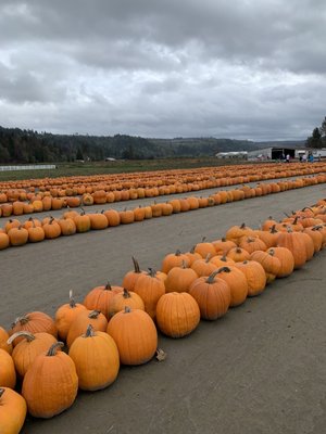 KNUTSON FARMS - Farms - 16406 78TH ST E, Sumner, WA - Phone Number - Yelp