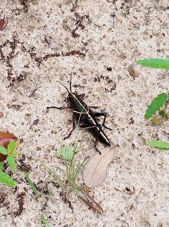 TIER 1 EXPERT PEST ELIMINATION - Victoria, Texas - Pest Control - Phone ...