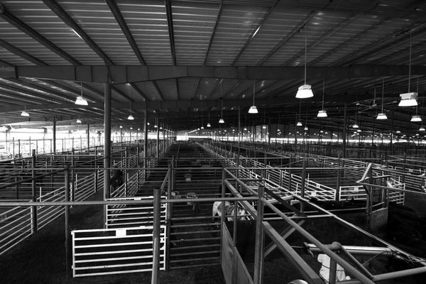 BLUE GRASS STOCKYARDS - Updated December 2025 - 18 Photos - 4561 Iron ...