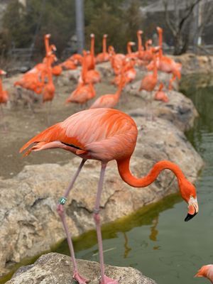 STONE ZOO - 194 Photos & 175 Reviews - 149 Pond St, Stoneham ...