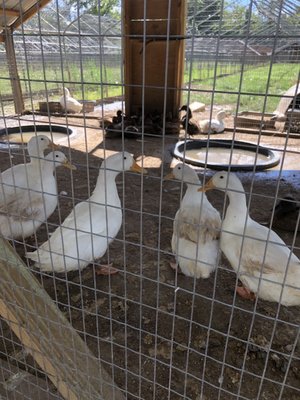 MAPLE ACRE FARMS - 105 Photos & 64 Reviews - 2656 Narcissa Rd, Plymouth ...