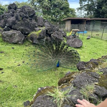 PANA’EWA RAINFOREST ZOO & GARDENS - Updated March 2025 - 829 Photos ...