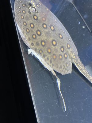 MONSTER PETS - Updated October 2025 - 45 Photos & 100 Reviews - 1946 S ...