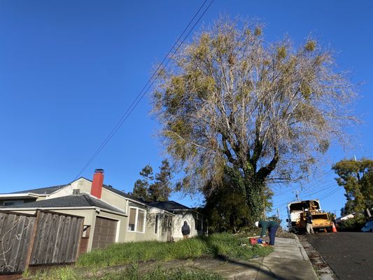 CAL TREE CARE - Updated December 2025 - 69 Photos & 173 Reviews ...