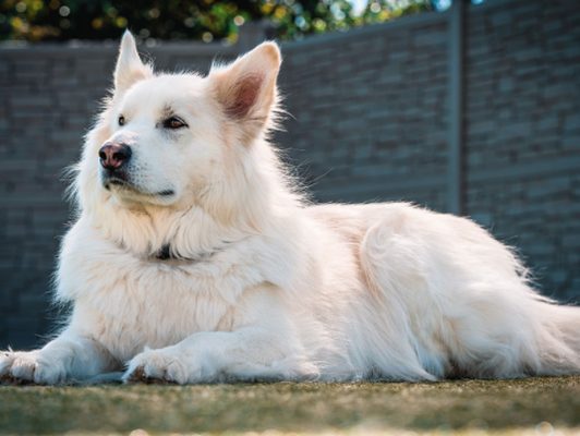 RUFF HOUSING CARY - Updated December 2025 - 10 Photos & 17 Reviews ...