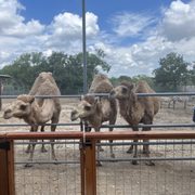 ANIMAL WORLD & SNAKE FARM - 710 Photos & 279 Reviews - 5640 Ih 35 S ...