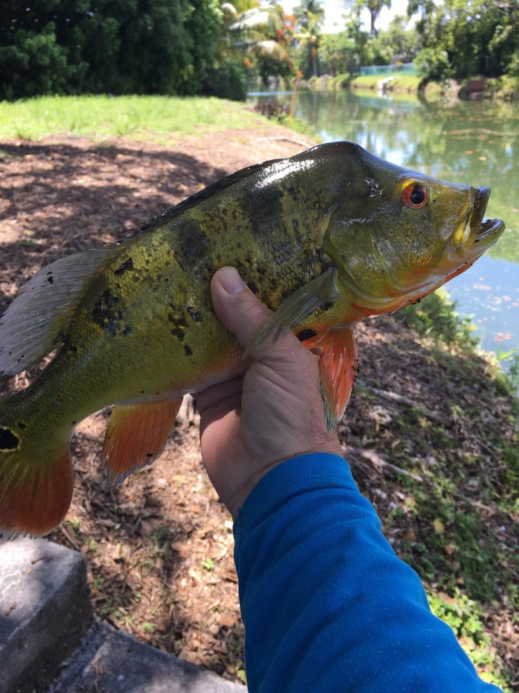 F & F BAIT AND TACKLE - Updated May 2026 - 13 Reviews - 17846 S Dixie ...