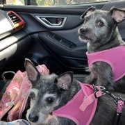 CHINO’S CARING KENNEL - 293 Photos & 283 Reviews - 3890 Walnut Ave ...