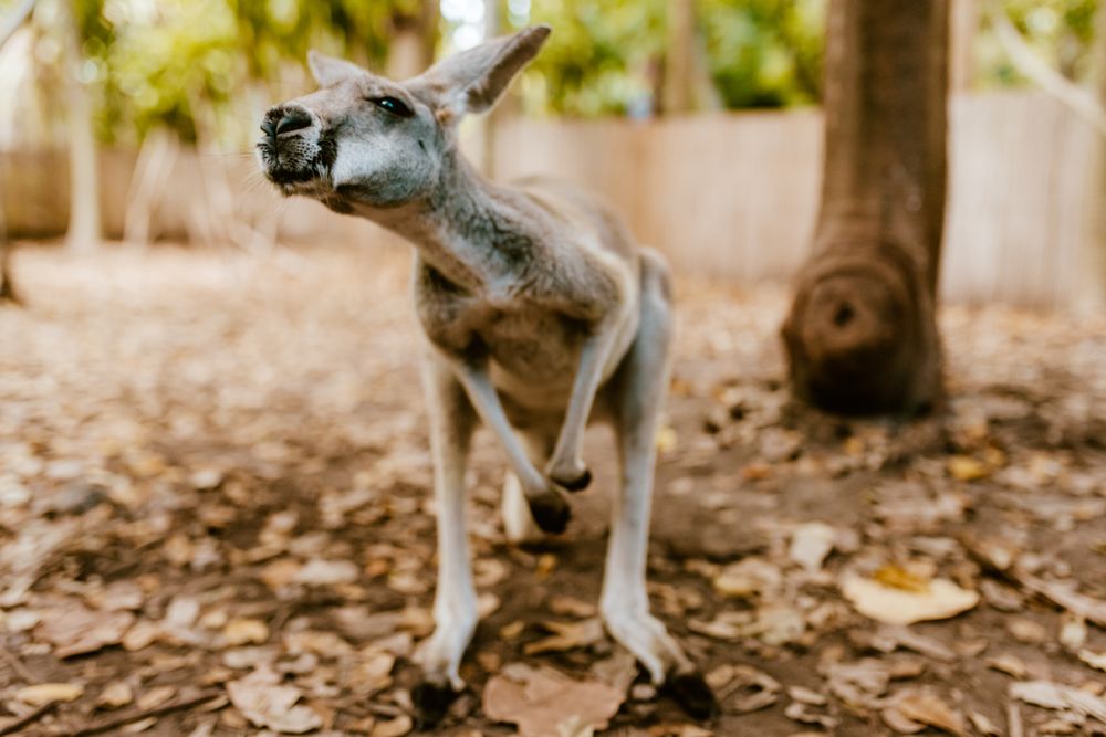 JUNGLE ISLAND - 885 Photos & 420 Reviews - 1111 Parrot Jungle Trl ...