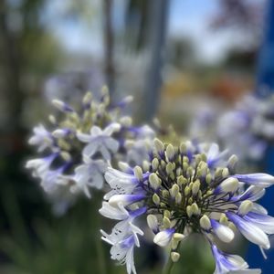 TREE OF LIFE NURSERY - Updated June 2025 - 110 Photos & 69 Reviews ...