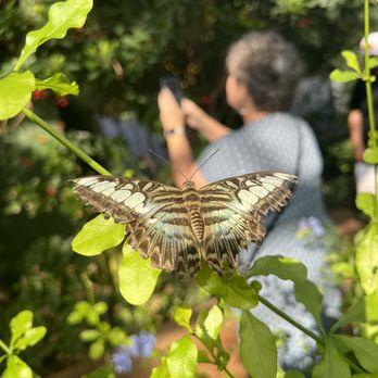 BUTTERFLY WONDERLAND - 2066 Photos & 597 Reviews - 9500 E Via De ...