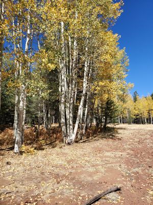 ASPEN NATURE LOOP - 42 Photos & 12 Reviews - Arizona Snowbowl ...