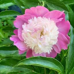 Mike's Camera Reviews | Read Customer Service Reviews of mikescamera.com