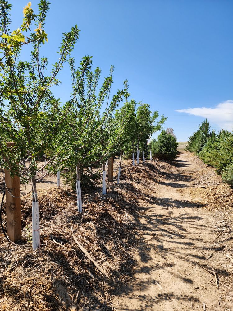 NATIVE GARDENS TREE FARM - Updated May 2026 - 12 Photos - 914 N Purcell ...