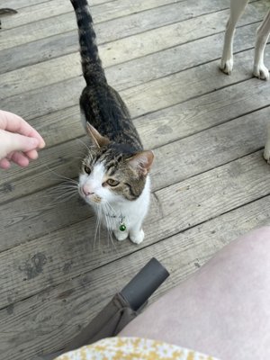 HUMANE SOCIETY OF SUMMIT COUNTY - Updated July 2025 - 23 Photos & 20 ...