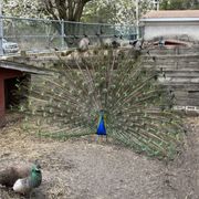 POPCORN PARK ZOO - 255 Photos & 127 Reviews - Humane Way, Forked River ...