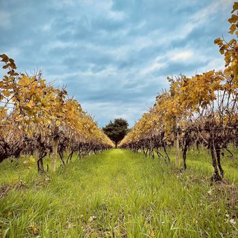 SOUTH RIVER VINEYARD - Updated October 2025 - 154 Photos & 104 Reviews ...