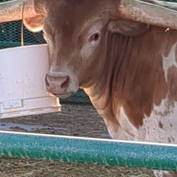 RUSTLER’S ROOSTE - Updated January 2025 - 1702 Photos & 2125 Reviews ...