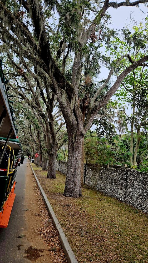 THE OLD SENATOR TREE - Updated October 2025 - 36 Photos & 12 Reviews ...