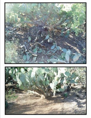 MR PACK RAT - Updated January 2026 - 30 Photos & 30 Reviews - Tucson ...