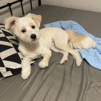 PAWSITIVELY POOCHED - Updated January 2026 - 41 Photos & 18 Reviews ...