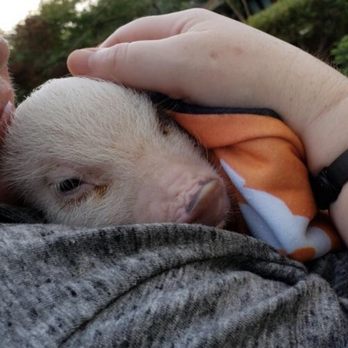 AZ MICRO MINI PIGS - Updated January 2026 - 258 Photos & 13 Verified ...