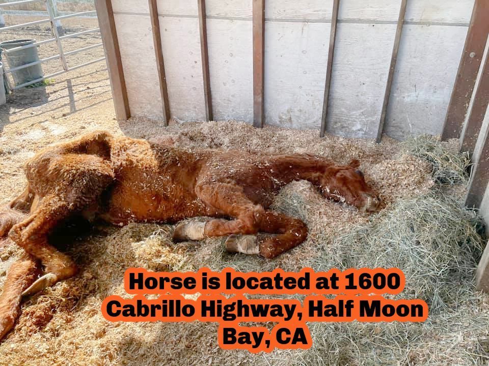 SUSAN MACINNES DVM - Updated October 2025 - 17 Reviews - 1600 Cabrillo ...