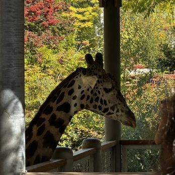 OREGON ZOO - 3026 Photos & 871 Reviews - 4001 SW Canyon Rd, Portland ...