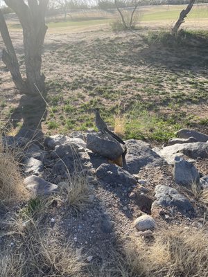 FRED ENKE GOLF COURSE - Updated August 2025 - 60 Photos & 26 Reviews ...