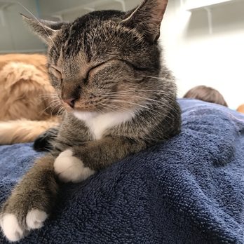 HUMANE SOCIETY OF DALLAS COUNTY - DOG & KITTY CITY - Updated March 2026 ...