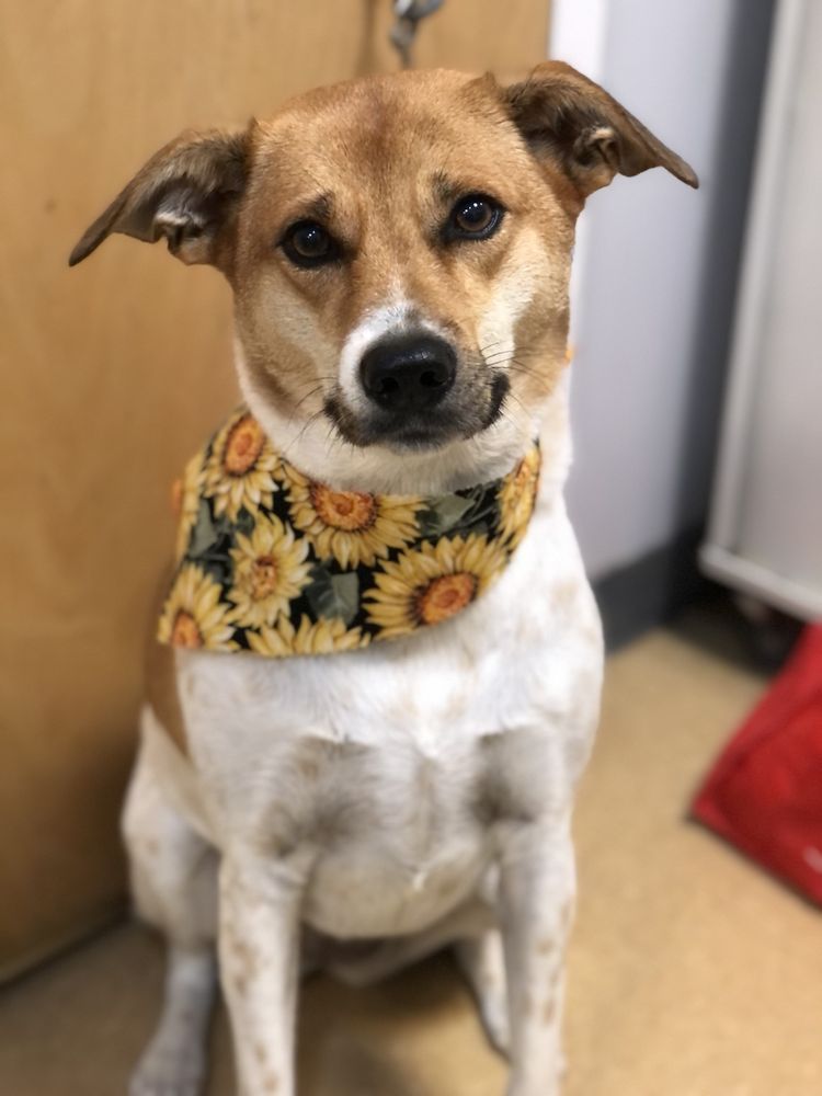 SHINY PAWS DOG SPA - Updated December 2024 - 19 Photos - Wappingers ...