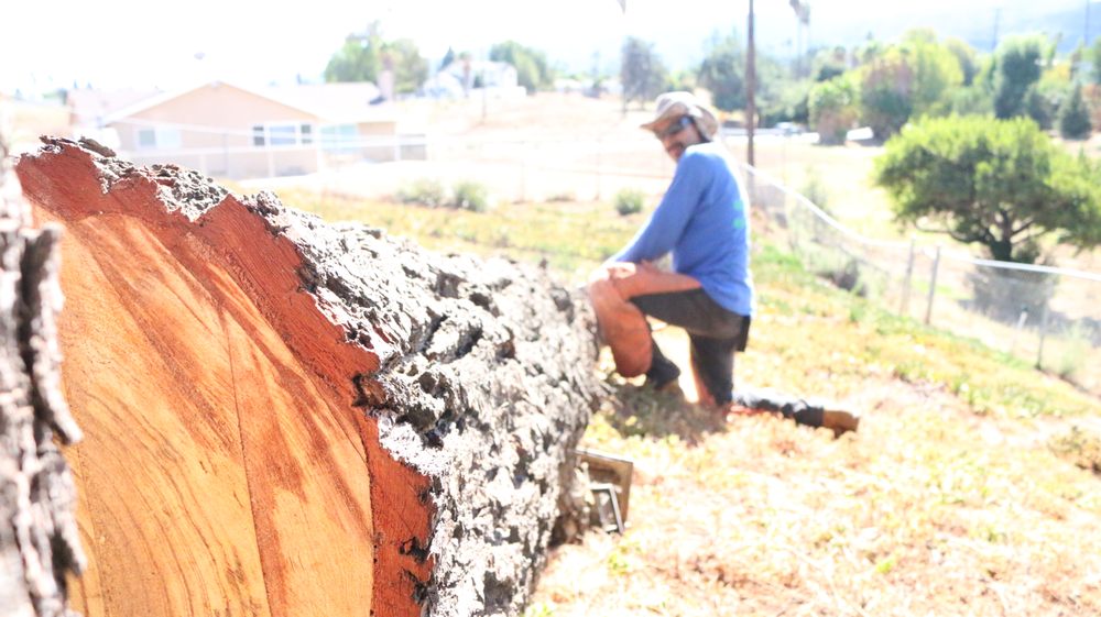 GERMAN TREE SERVICE - Updated August 2025 - 105 Photos & 75 Reviews ...