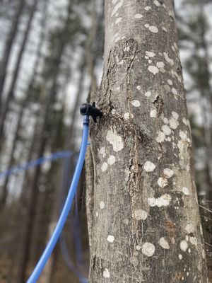 BEN’S SUGAR SHACK & THE MAPLE STATION MARKET - Updated January 2025 ...