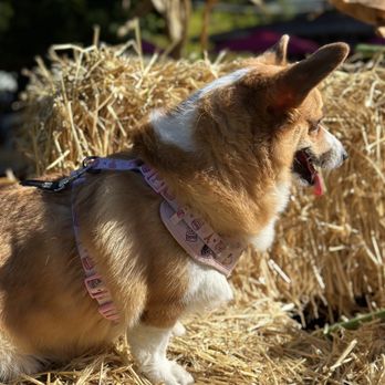 PATCHEN PUMPKIN PATCH - Updated September 2024 - 82 Photos & 19 Reviews ...