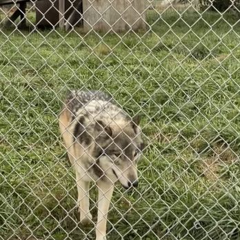 WOLF PARK - Updated December 2025 - 99 Photos & 32 Reviews - 4004 E ...