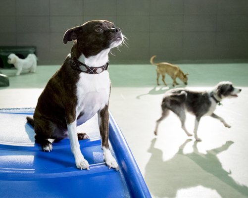 POOCH HOTEL - 32 Photos & 90 Reviews - Pet Training - 285 Newtonville ...