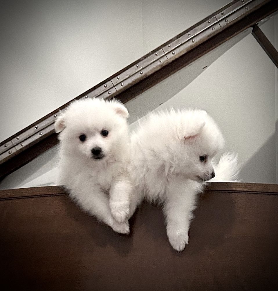 ARIABELLA’S ESKIES - Updated September 2024 - Inlet Beach, Florida ...