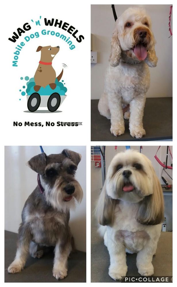WAG ‘N’ WHEELS MOBILE DOG GROOMING - 14 Sundew Gardens, Sheffield ...