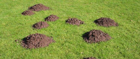 SAFE GOPHER REMOVAL - Updated July 2026 - 18 Reviews - Rancho Palos ...
