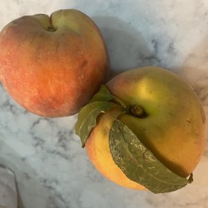 MCADAMS FARM - 22 Photos - 1100 N Efland Cedar Grove Rd, Efland, NC - Yelp