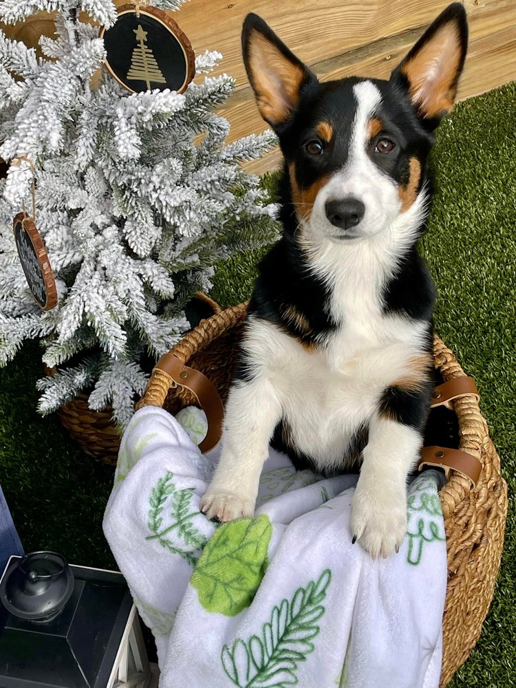 FOUR PAWS INN - Updated October 2025 - 27 Photos & 30 Reviews - 873 ...