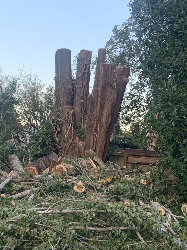 OLYMPIA TREE TEAM - Updated December 2025 - 20 Photos & 10 Reviews ...