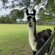 SNEADS FARM - 89 Photos & 32 Reviews - 18294 Tidewater Trl ...